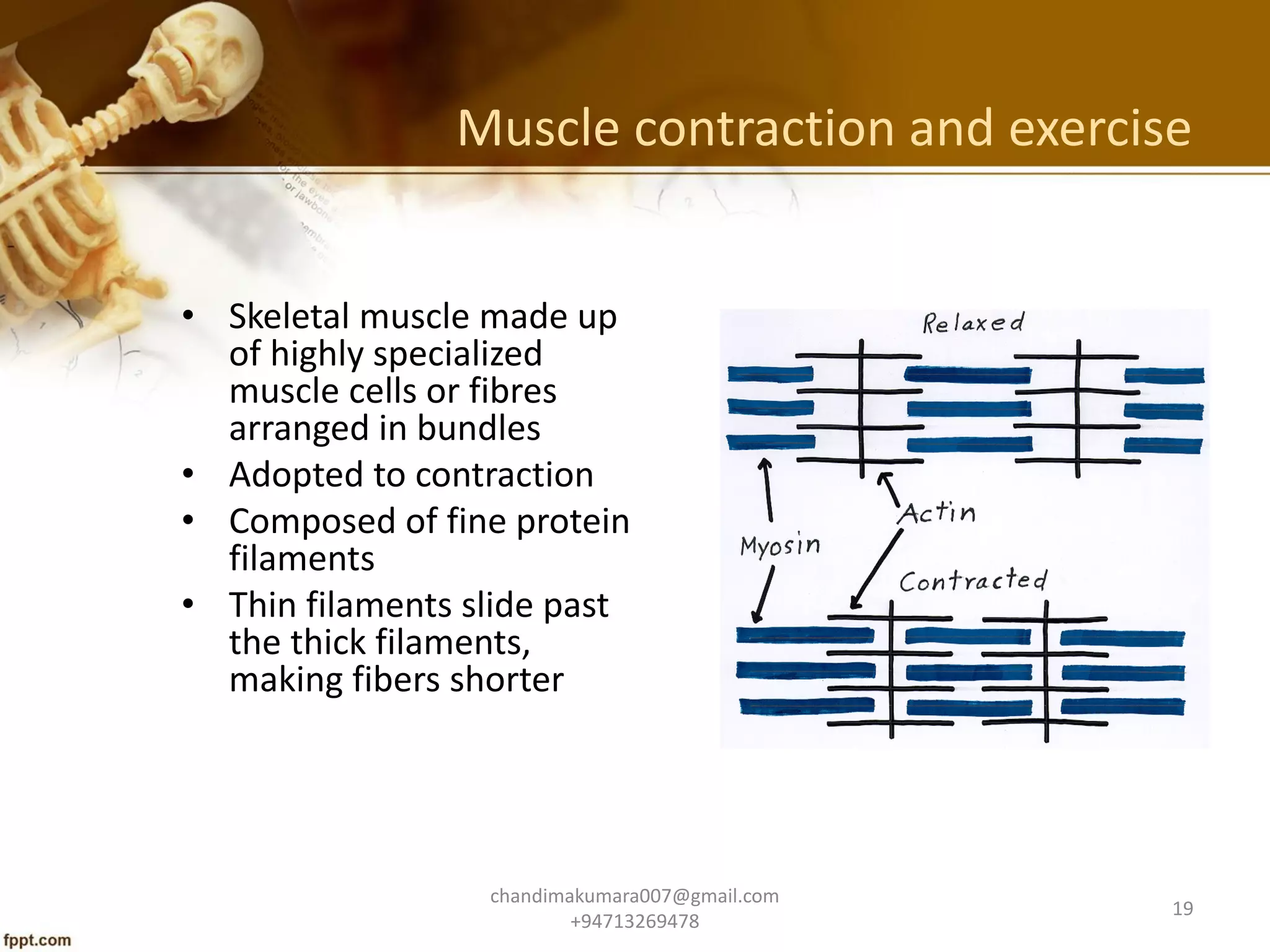 Edexcel IGCSE - Human Biology - Chapter 07 - Form & Movement | PDF