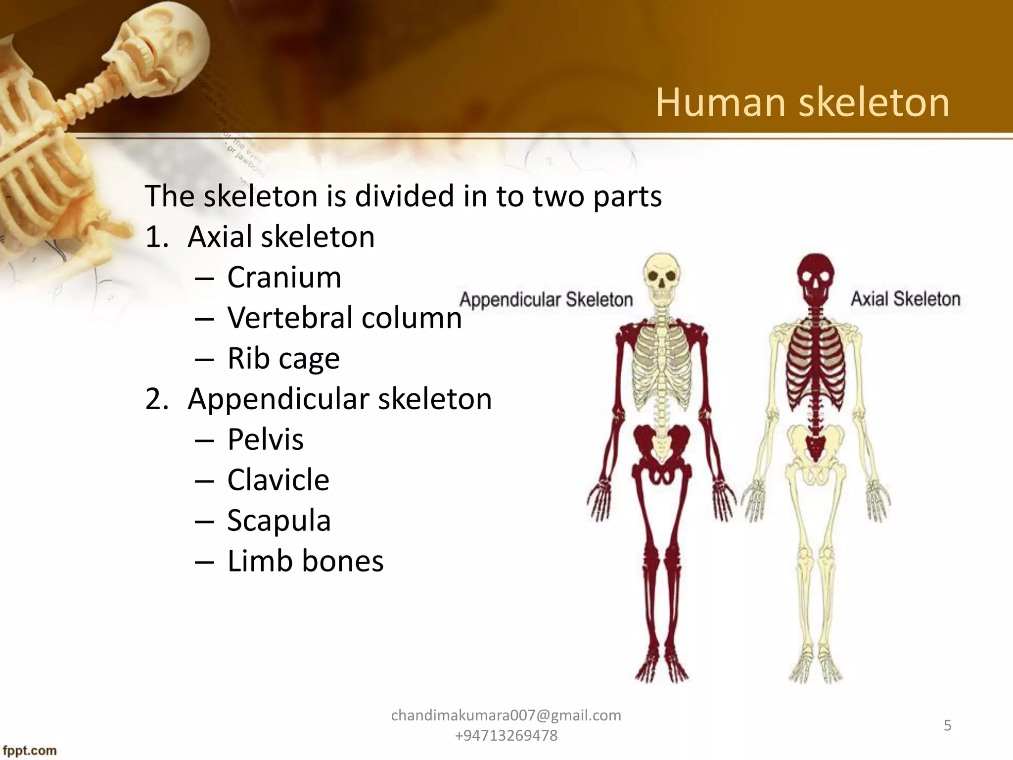 Edexcel IGCSE - Human Biology - Chapter 07 - Form & Movement | PDF