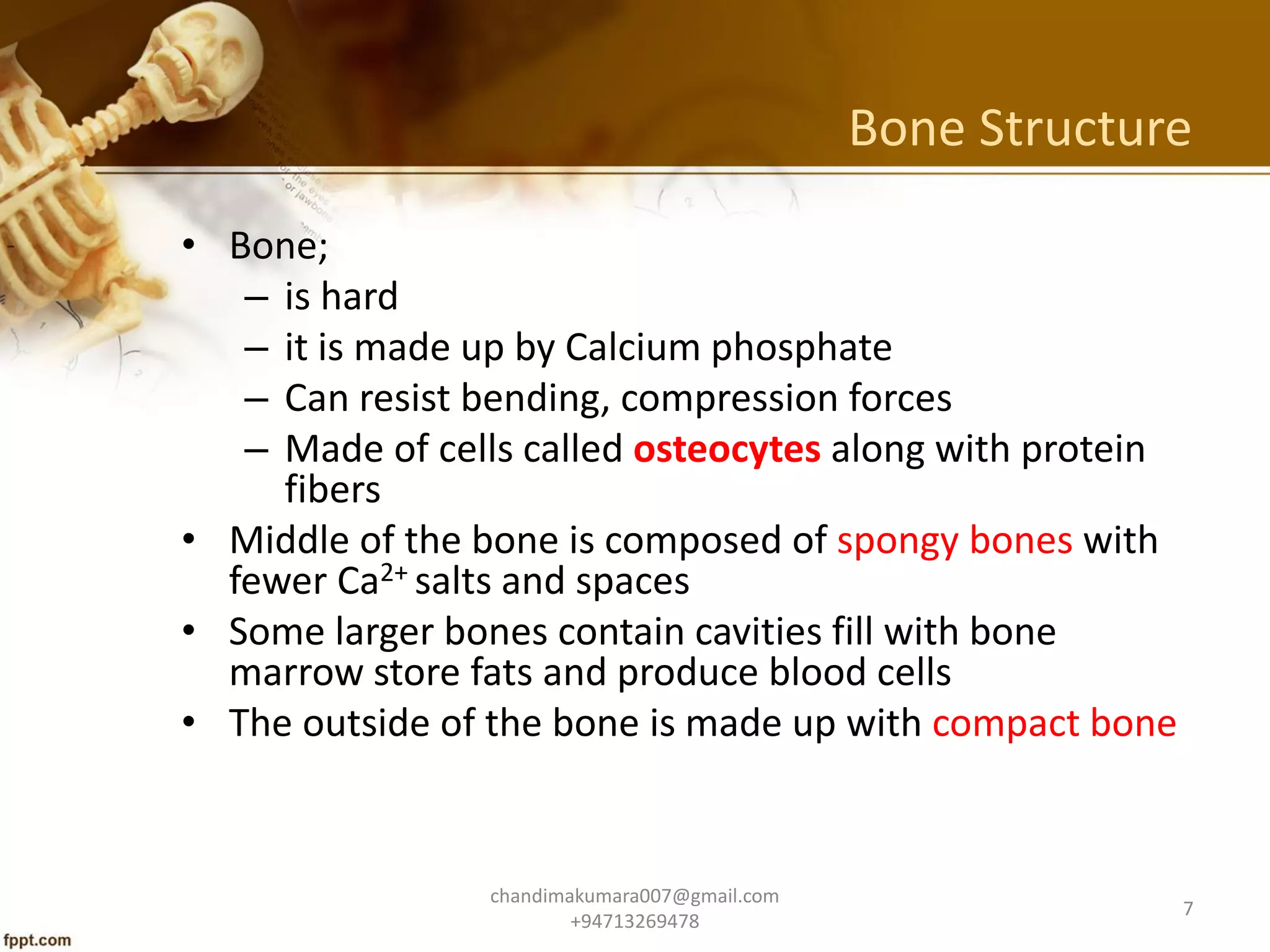 Edexcel IGCSE - Human Biology - Chapter 07 - Form & Movement | PDF