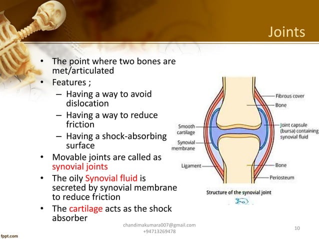 Edexcel IGCSE - Human Biology - Chapter 07 - Form & Movement | PDF ...