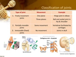 Edexcel IGCSE - Human Biology - Chapter 07 - Form & Movement | PDF