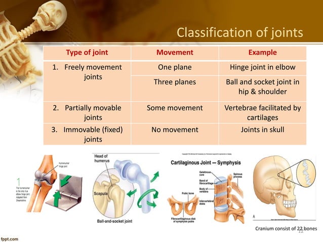 Edexcel IGCSE - Human Biology - Chapter 07 - Form & Movement | PDF ...