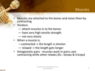 Edexcel IGCSE - Human Biology - Chapter 07 - Form & Movement | PDF