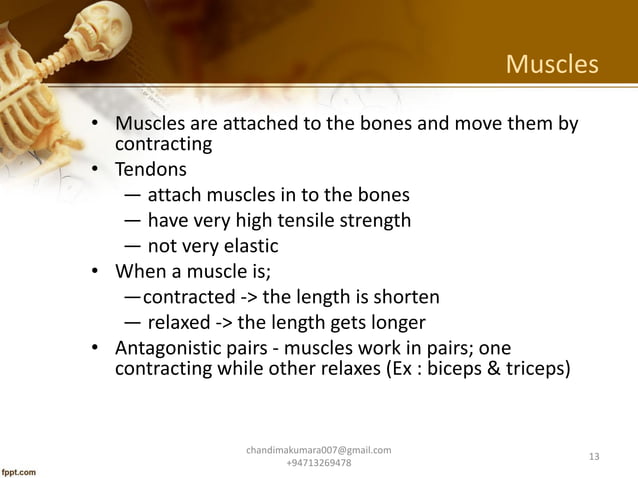 Edexcel IGCSE - Human Biology - Chapter 07 - Form & Movement | PDF ...