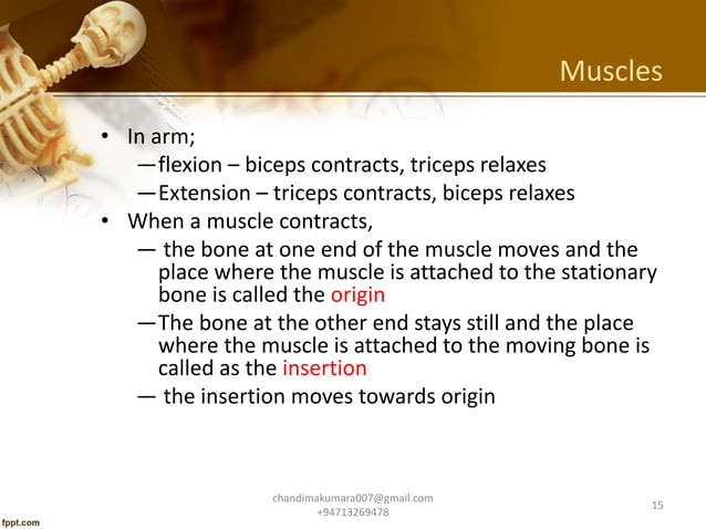 Edexcel IGCSE - Human Biology - Chapter 07 - Form & Movement | PDF ...