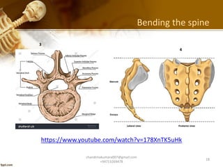 Edexcel IGCSE - Human Biology - Chapter 07 - Form & Movement | PDF