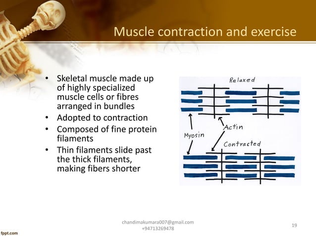Edexcel IGCSE - Human Biology - Chapter 07 - Form & Movement | PDF ...