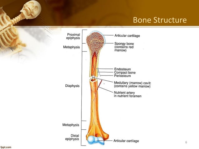 Edexcel IGCSE - Human Biology - Chapter 07 - Form & Movement | PDF ...