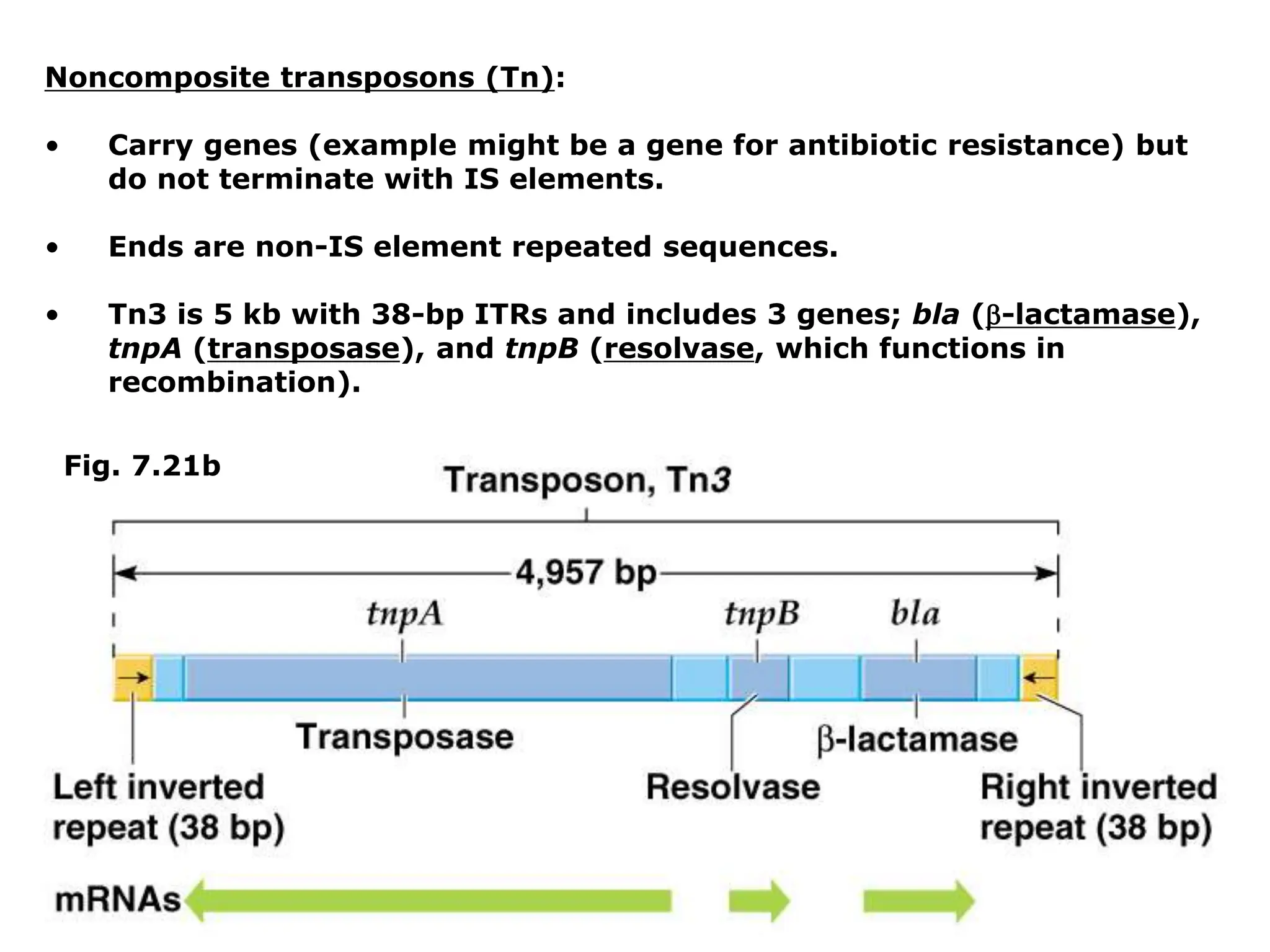 Transposable Elements In Prokaryotes Ppt