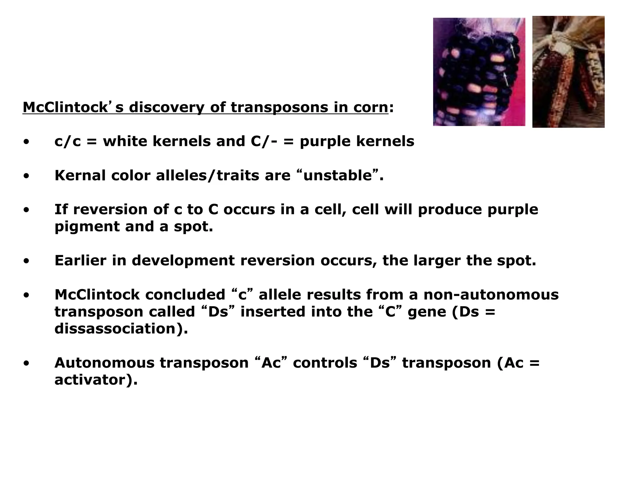 Transposable Elements In Prokaryotes Ppt Programming Languages