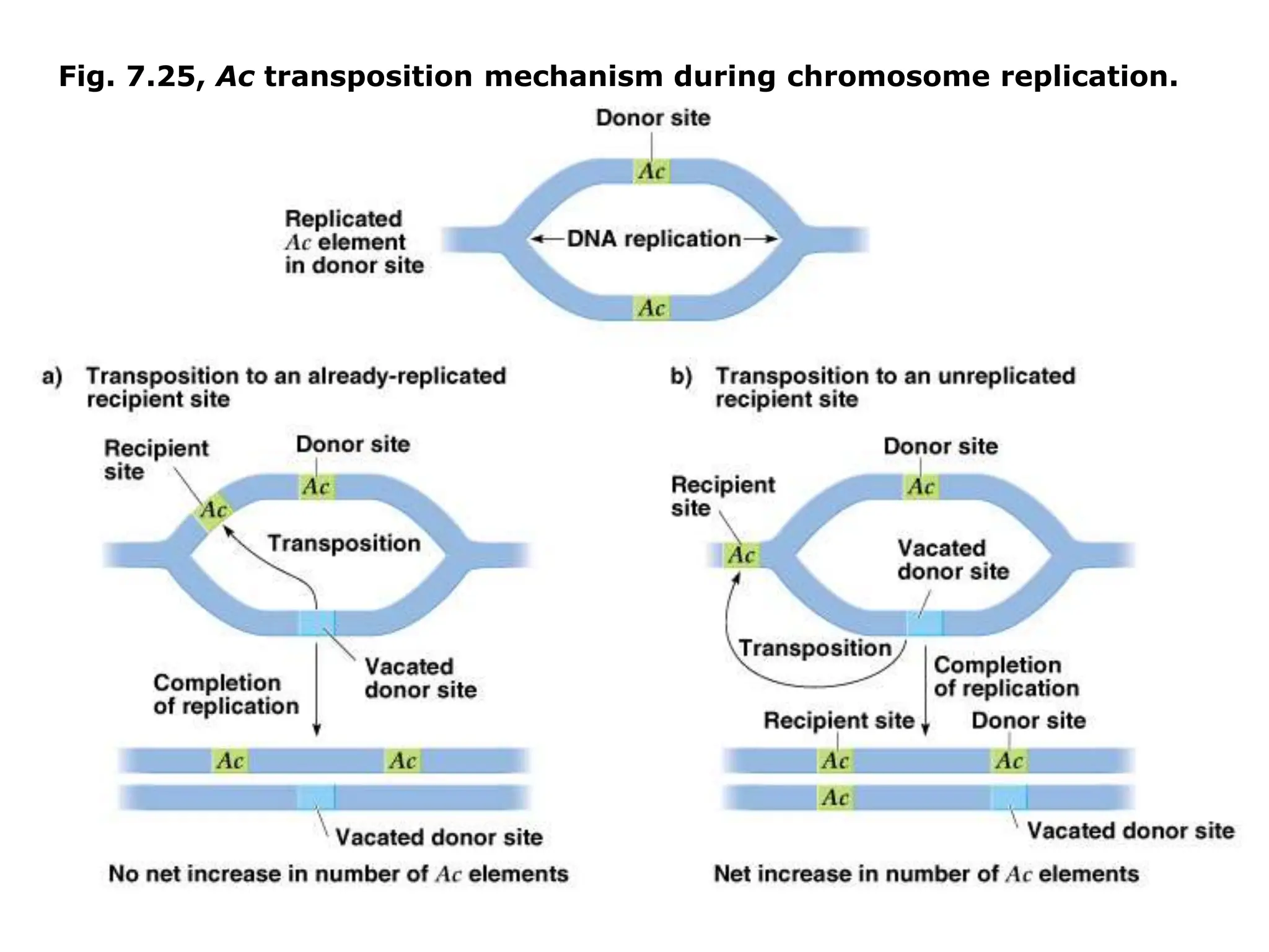 Transposable Elements In Prokaryotes Ppt