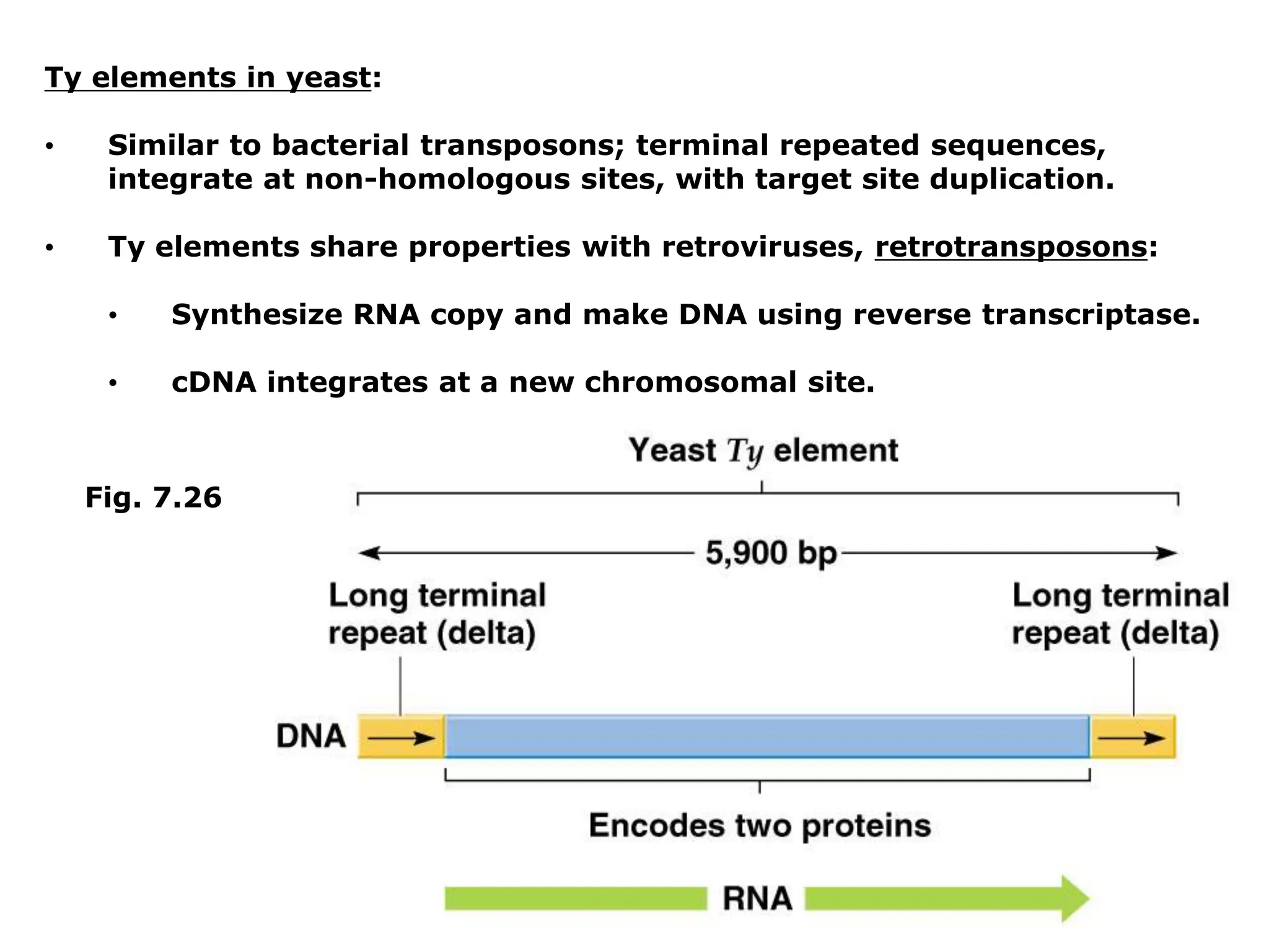 Transposable Elements In Prokaryotes Ppt Programming Languages