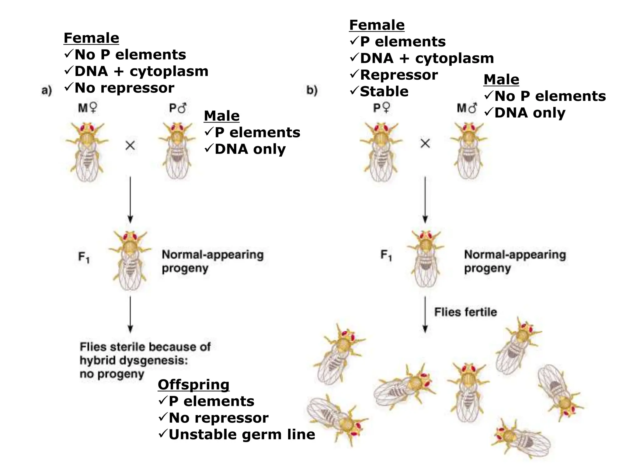 Transposable Elements In Prokaryotes Ppt Programming Languages