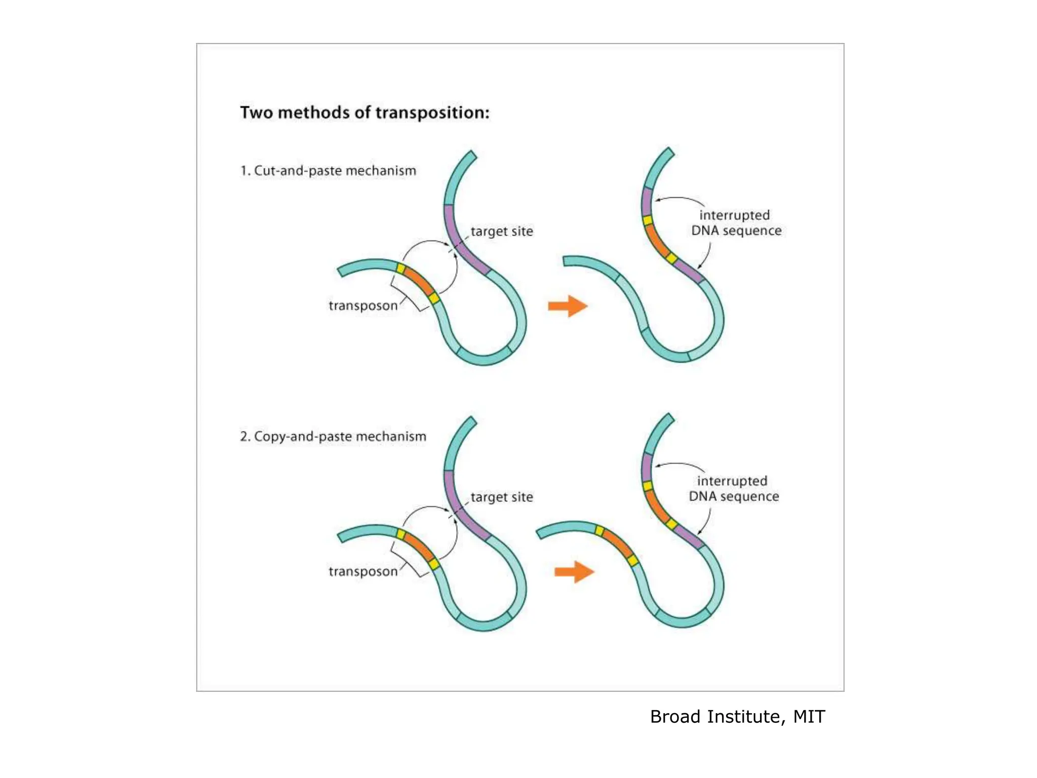 Transposable Elements In Prokaryotes Ppt