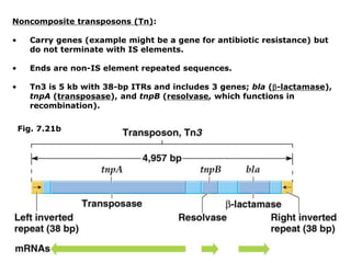 Transposable elements in prokaryotes.ppt