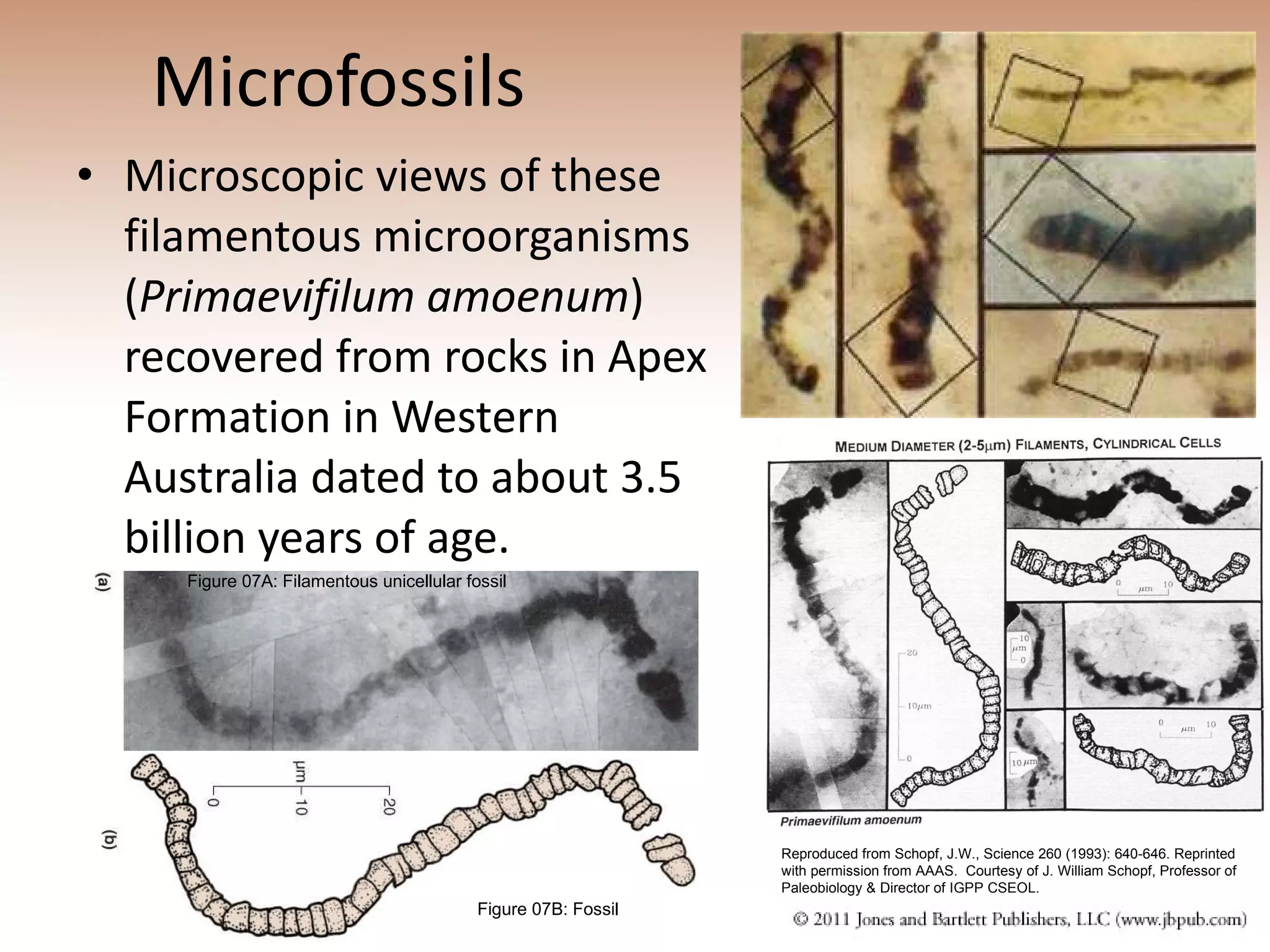 From single-celled organism to kingdoms | PPT