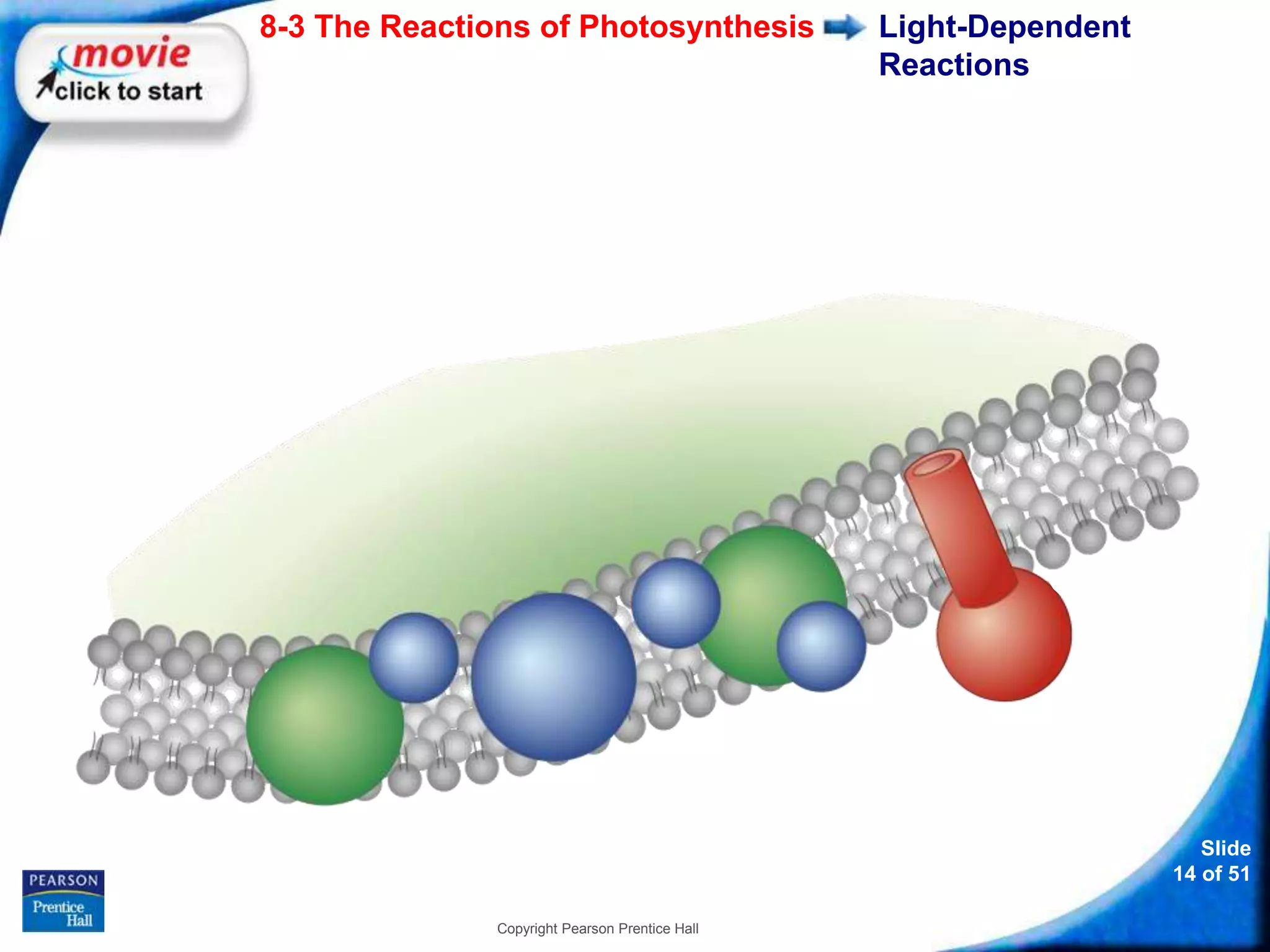 Biology 11- Photosynthesis.ppt