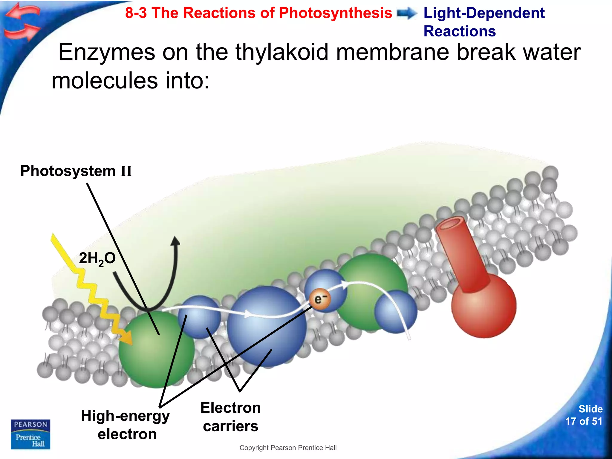 Biology 11- Photosynthesis.ppt