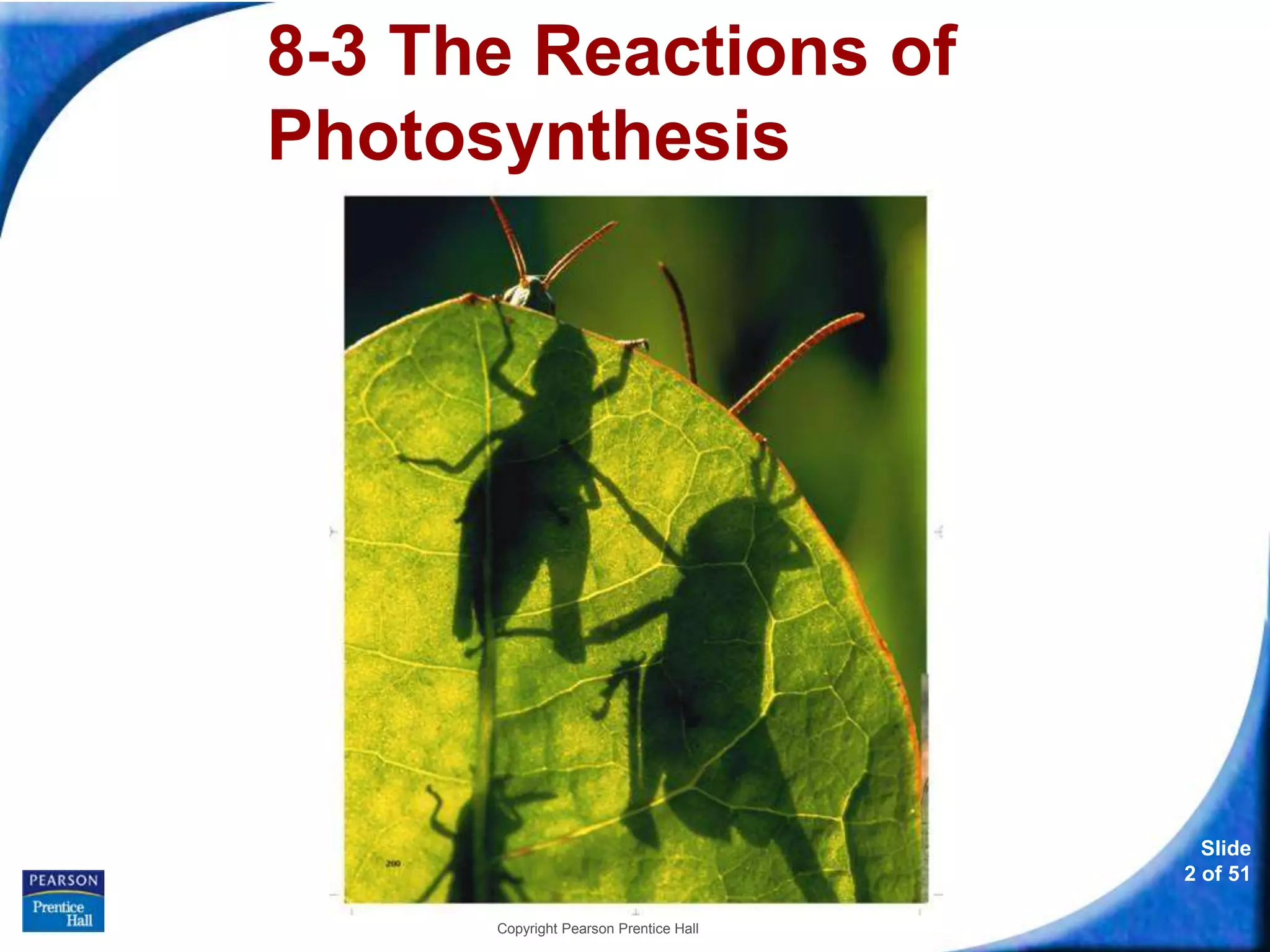 Biology 11- Photosynthesis.ppt