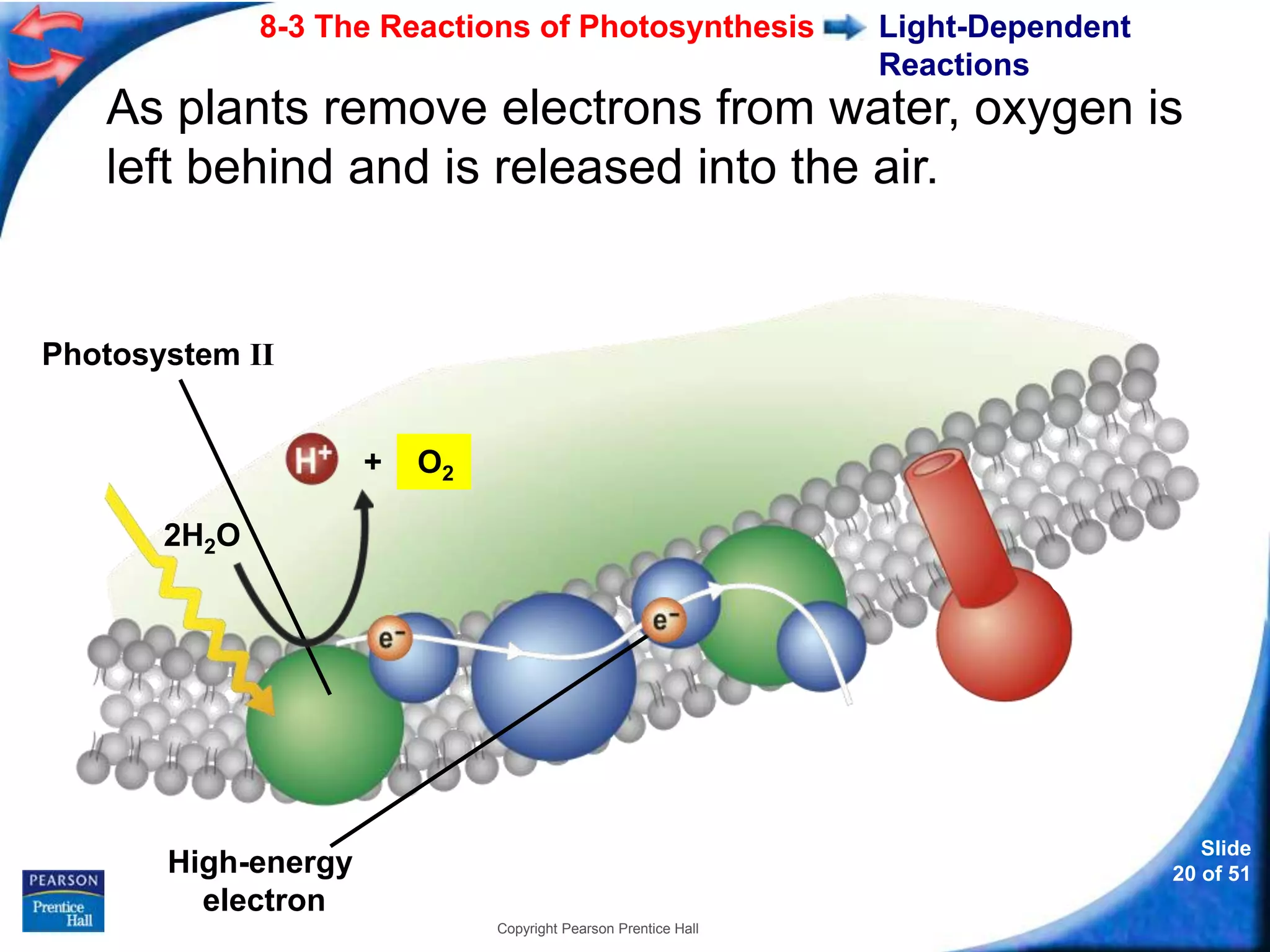 Biology 11- Photosynthesis.ppt