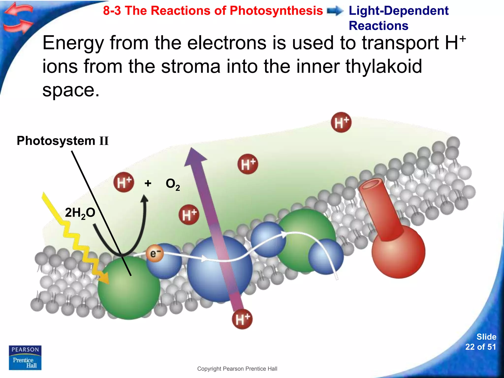 Biology 11- Photosynthesis.ppt