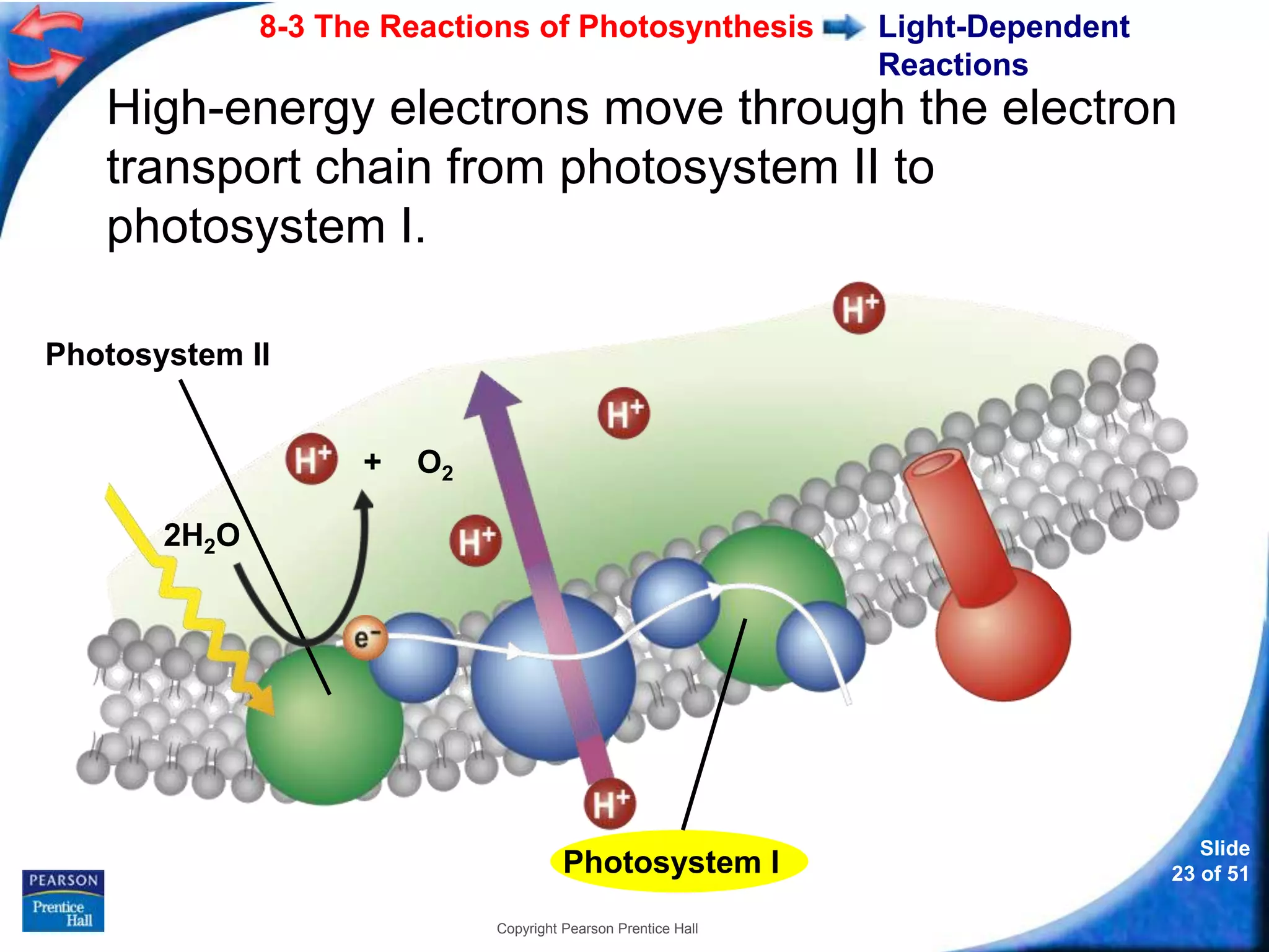 Biology 11- Photosynthesis.ppt