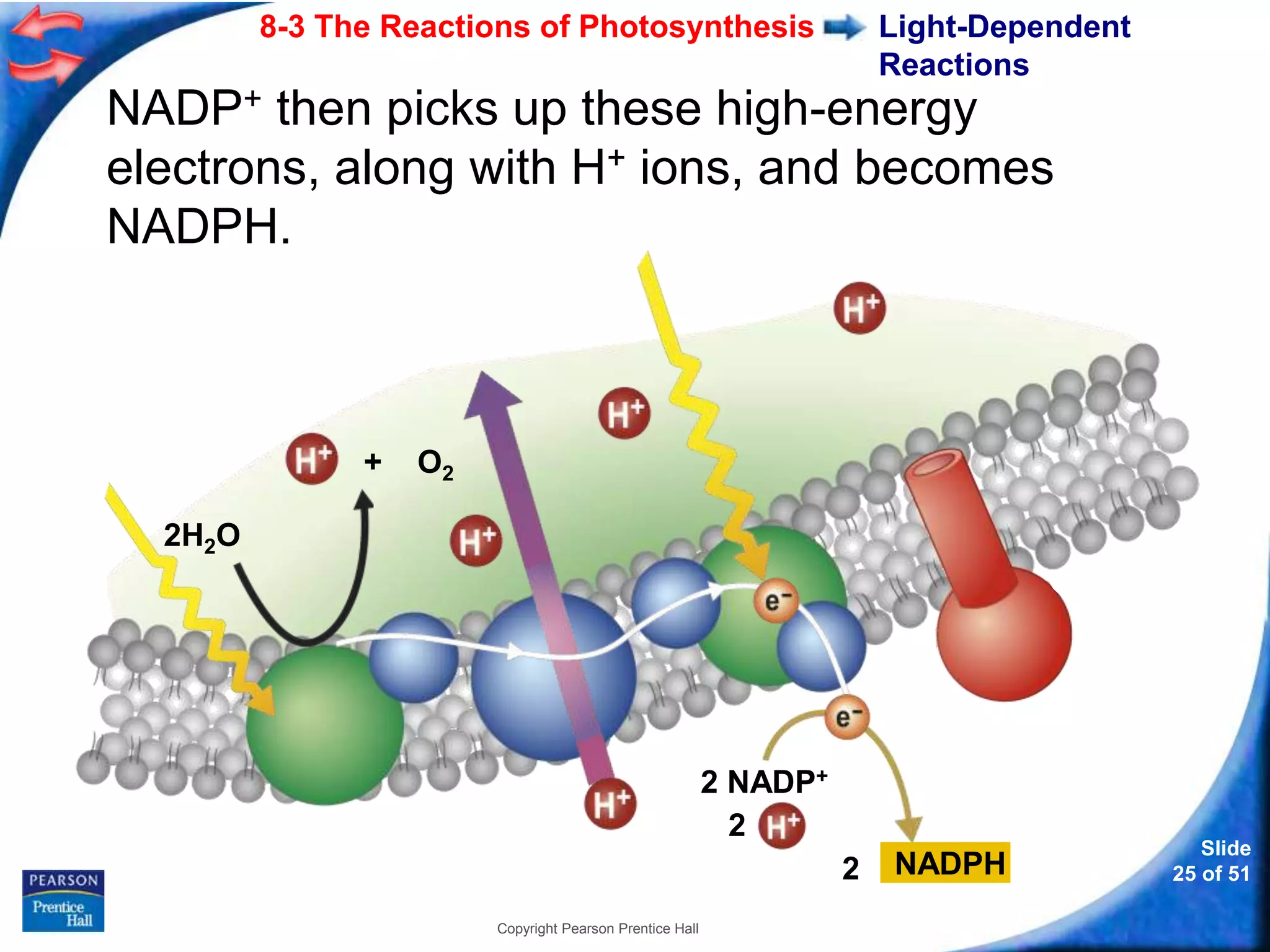Biology 11- Photosynthesis.ppt