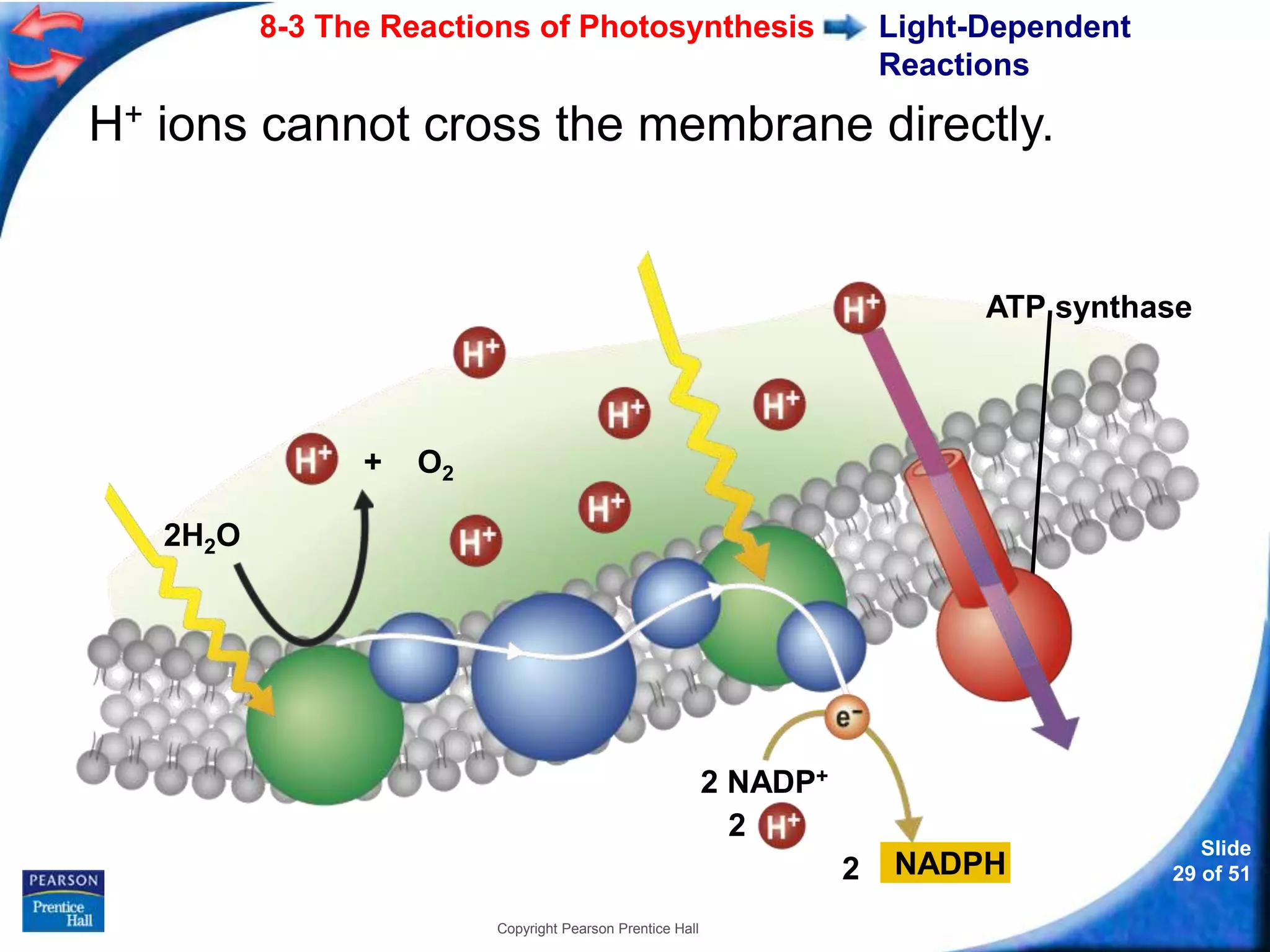 Biology 11- Photosynthesis.ppt