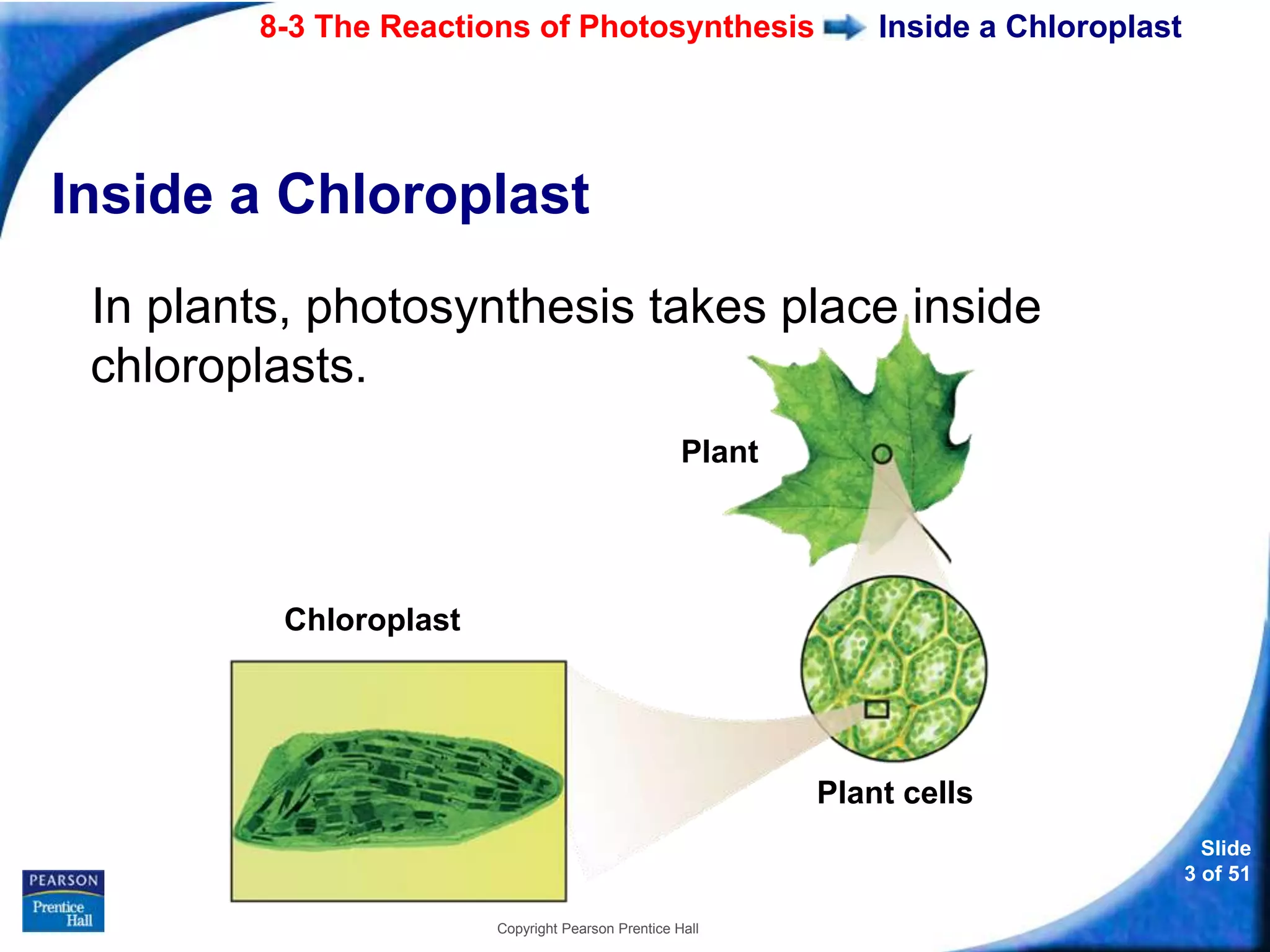 Biology 11- Photosynthesis.ppt