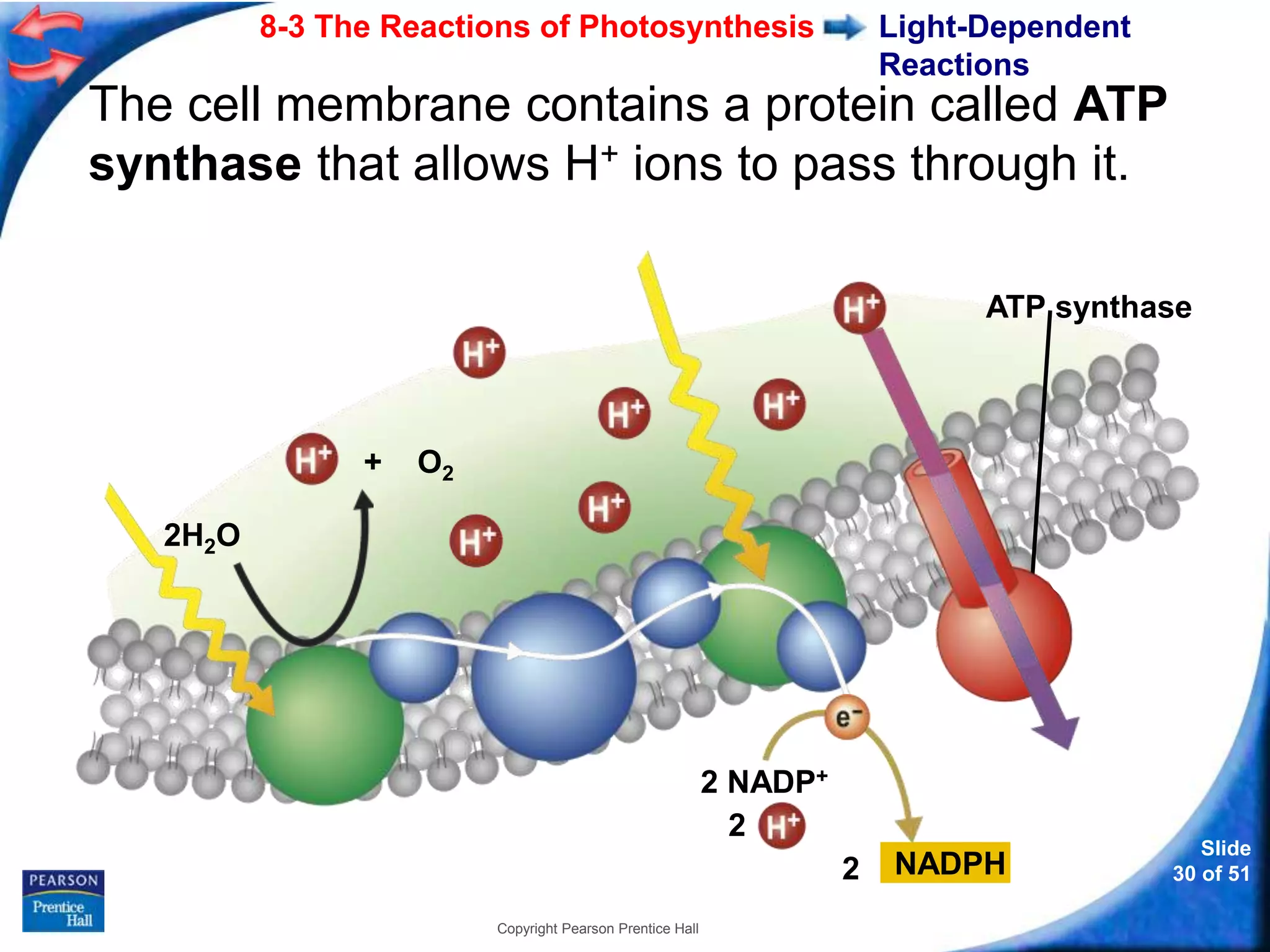 Biology 11- Photosynthesis.ppt