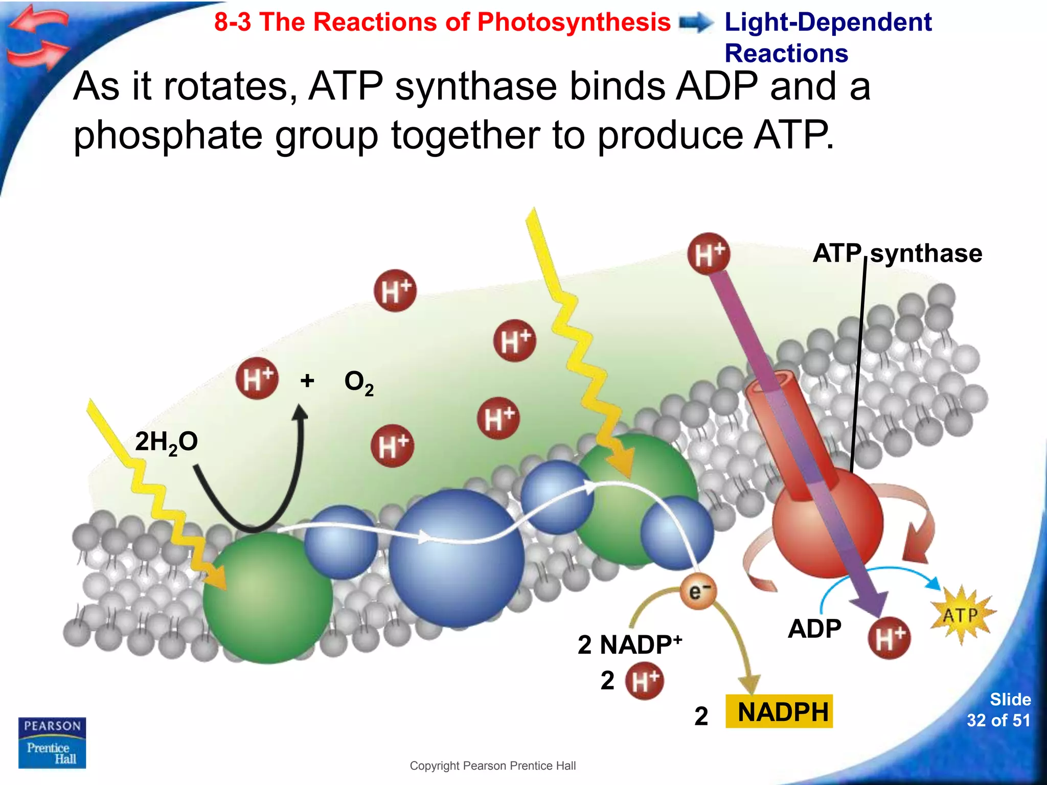 Biology 11- Photosynthesis.ppt