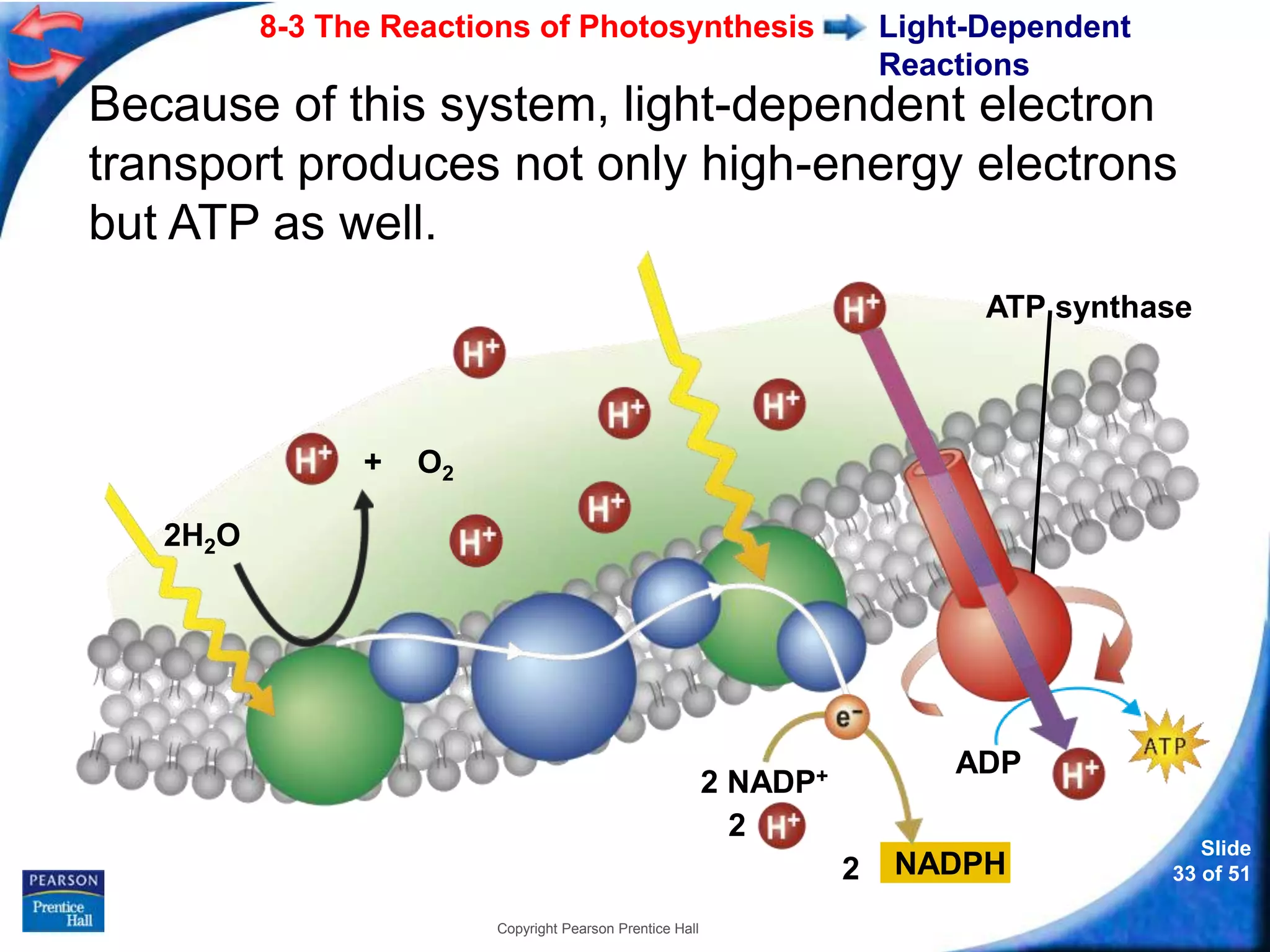 Biology 11- Photosynthesis.ppt