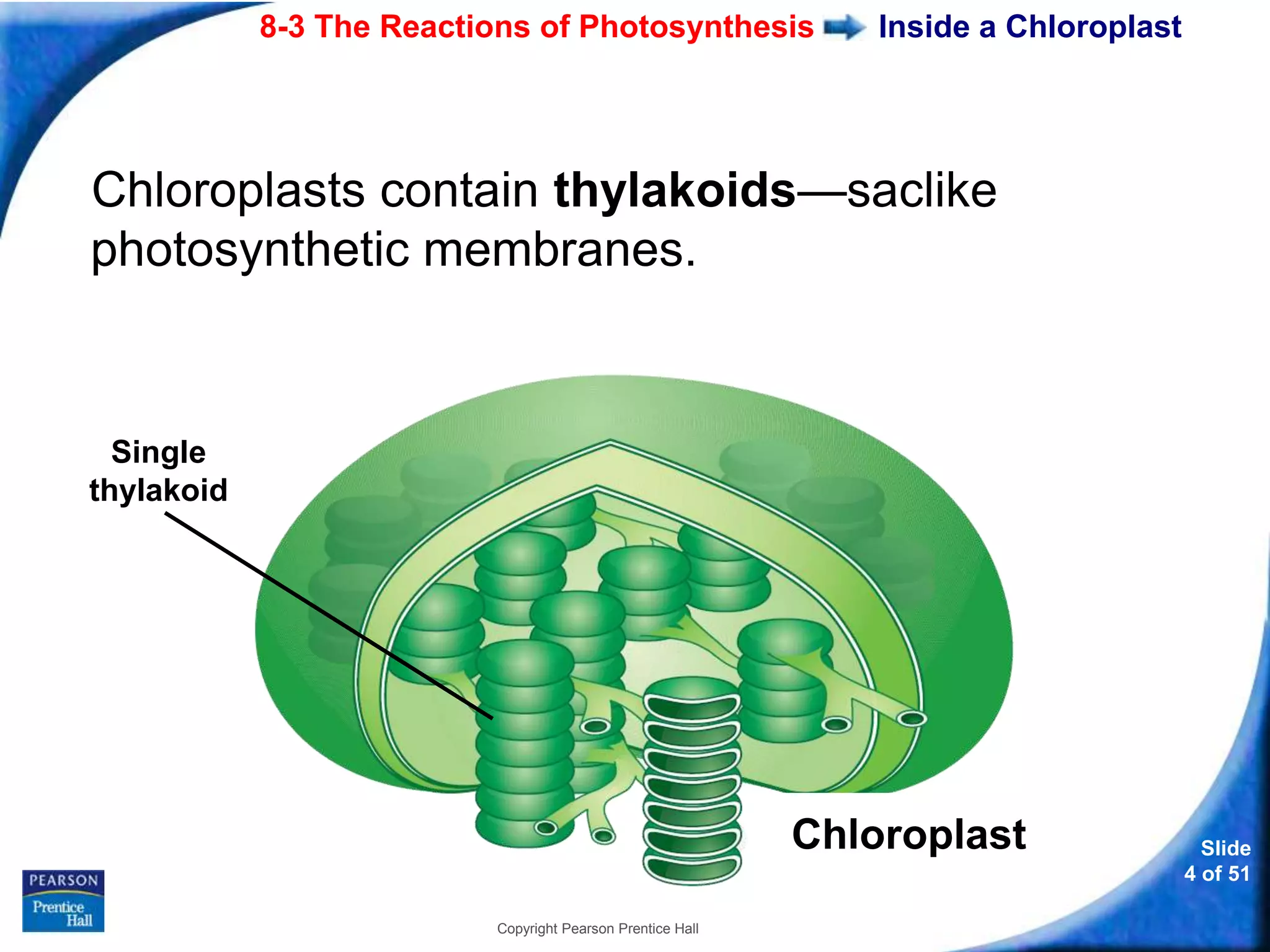 Biology 11- Photosynthesis.ppt