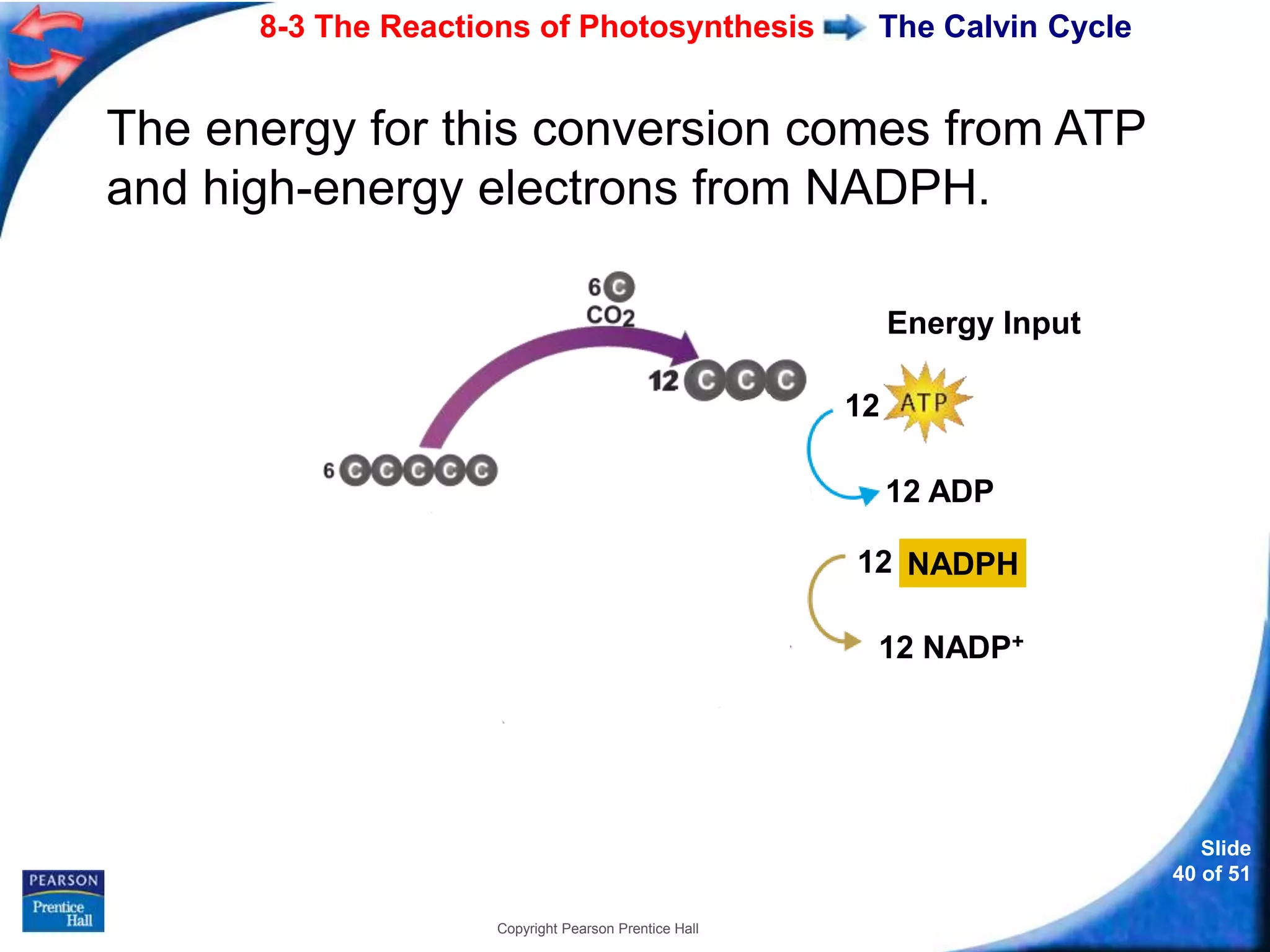 Biology 11- Photosynthesis.ppt