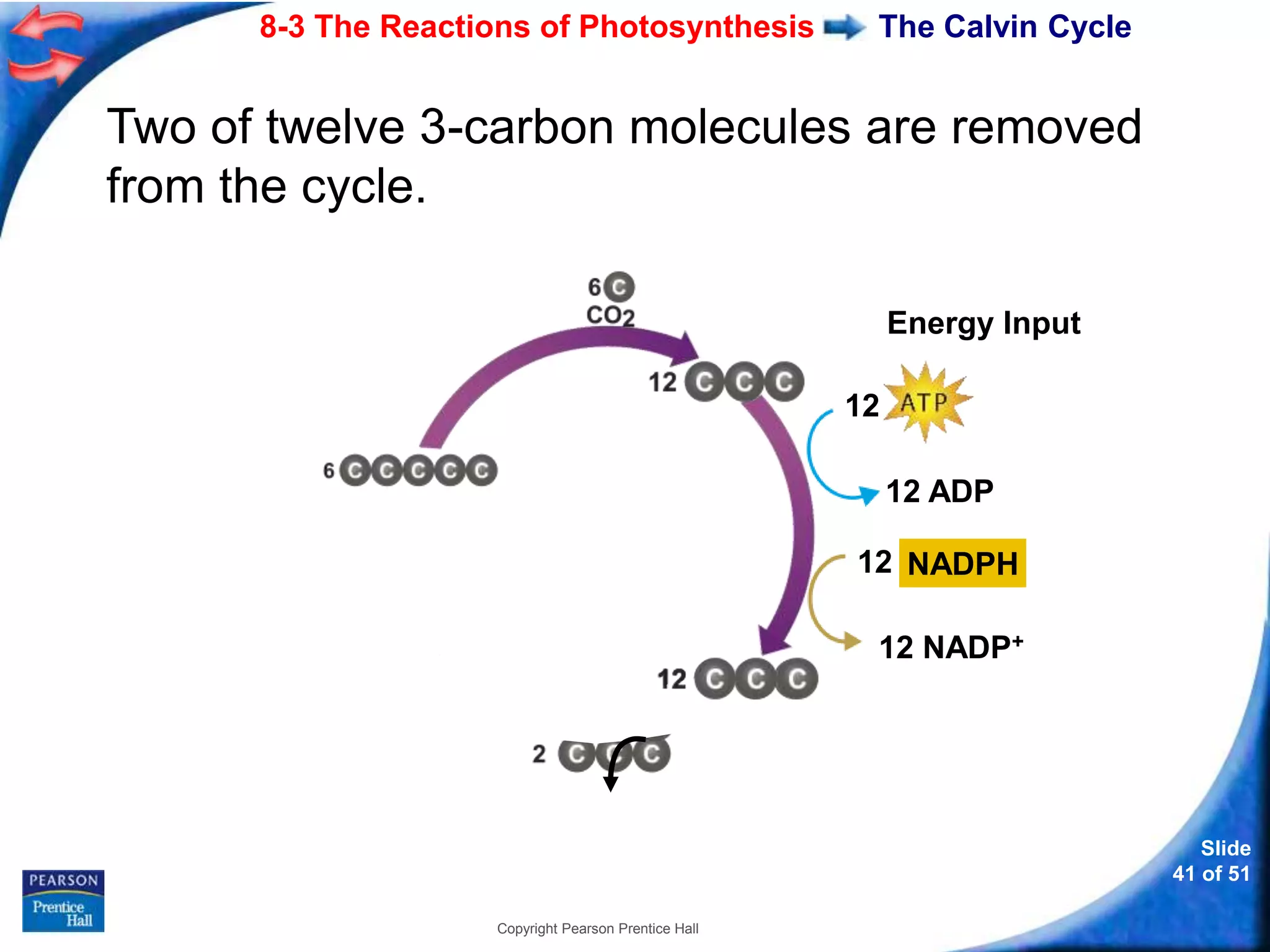 Biology 11- Photosynthesis.ppt