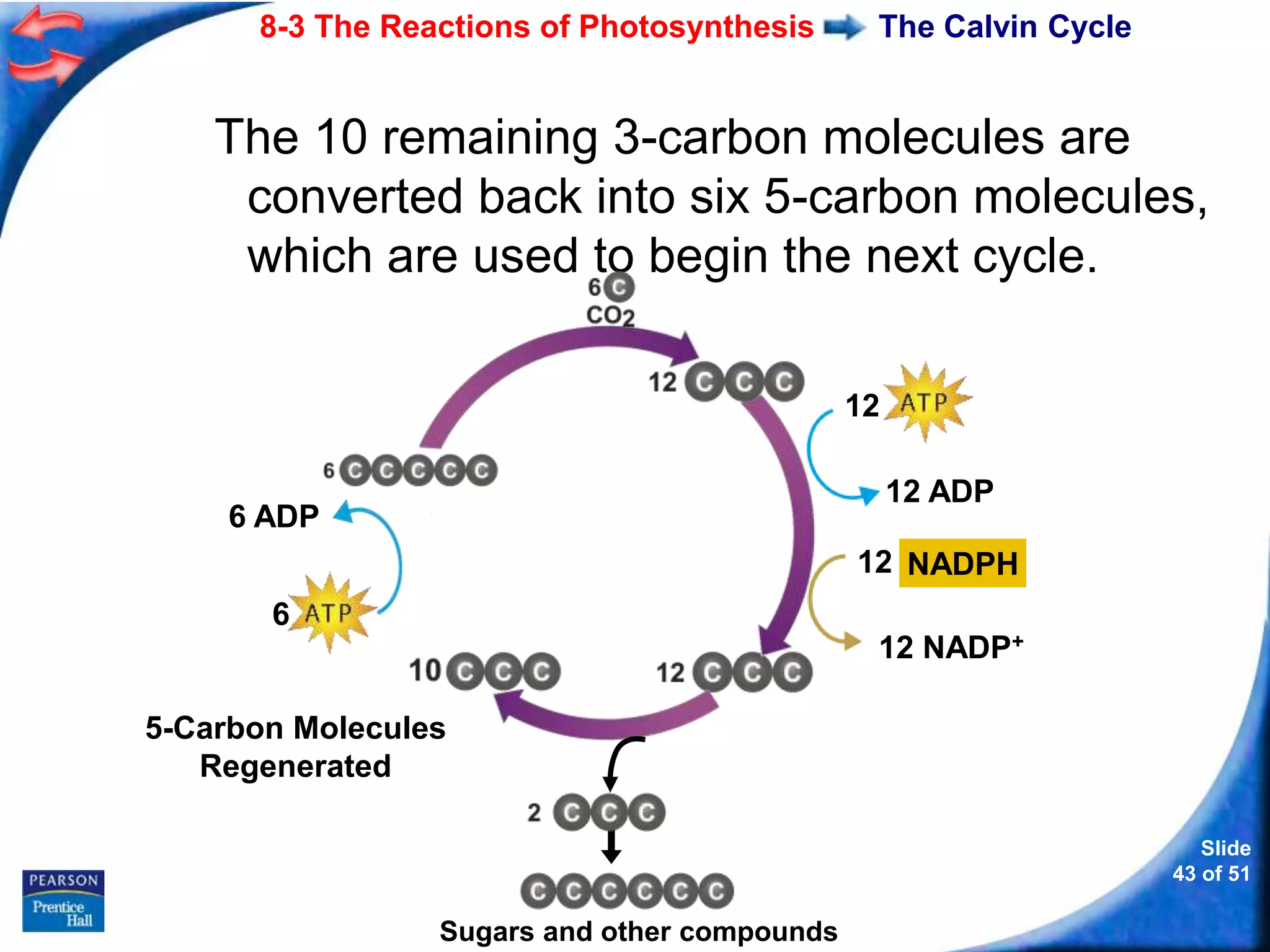 Biology 11- Photosynthesis.ppt