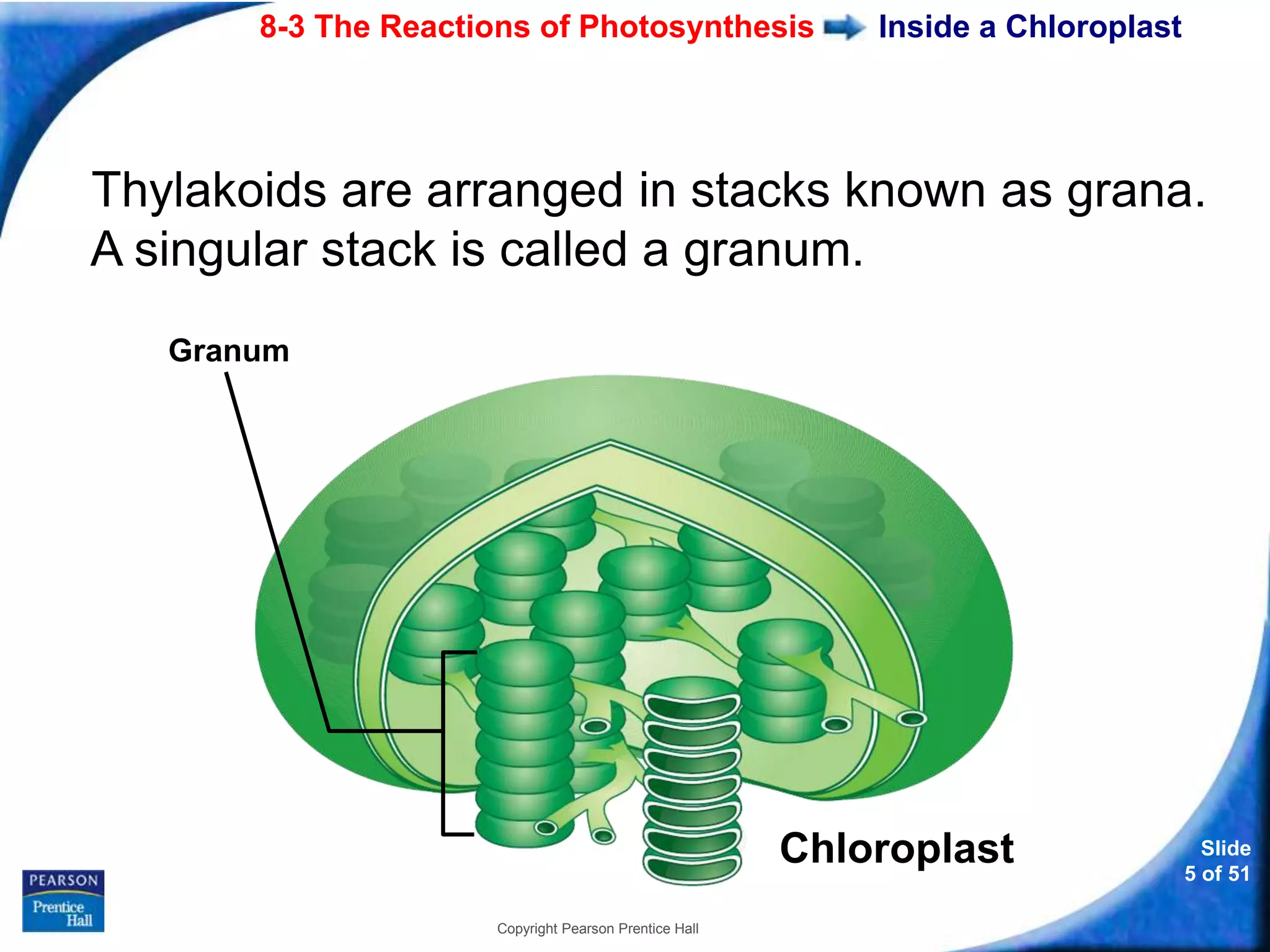 Biology 11- Photosynthesis.ppt