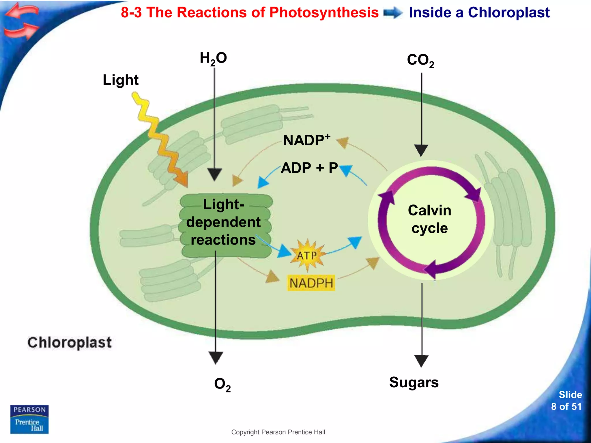 Biology 11- Photosynthesis.ppt