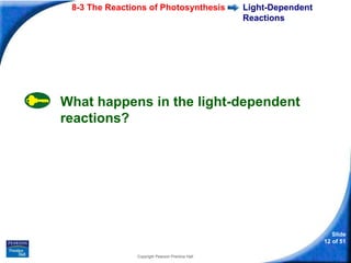 Biology 11- Photosynthesis.ppt