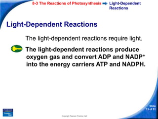 Biology 11- Photosynthesis.ppt