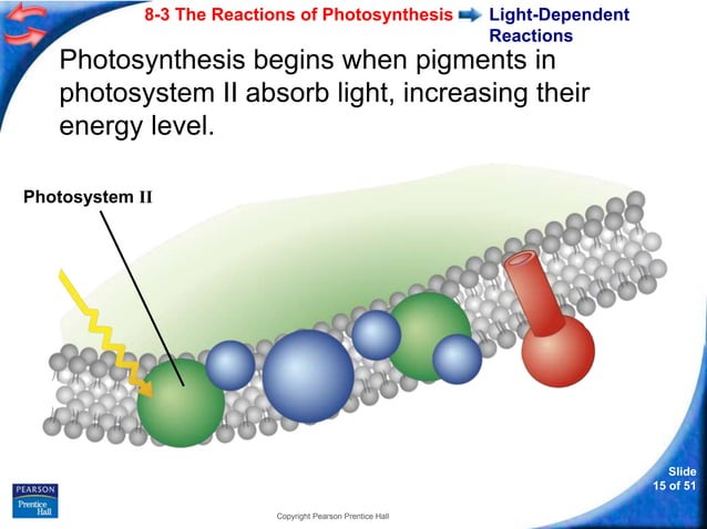 Biology 11- Photosynthesis.ppt