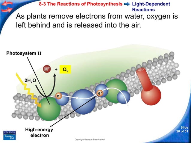 Biology 11- Photosynthesis.ppt