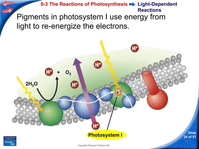 Biology 11- Photosynthesis.ppt