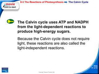 Biology 11- Photosynthesis.ppt