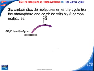 Biology 11- Photosynthesis.ppt