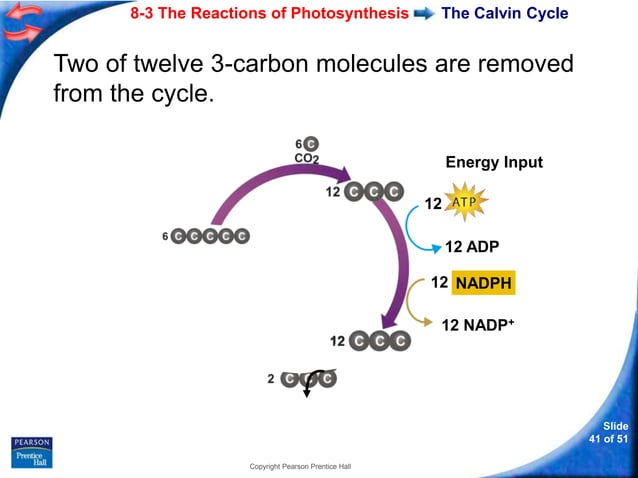 Biology 11- Photosynthesis.ppt