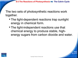 Biology 11- Photosynthesis.ppt