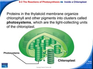 Biology 11- Photosynthesis.ppt