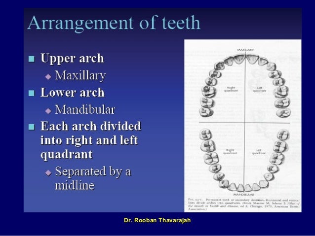 Tooth Morphology - Chapter 1; Part 1