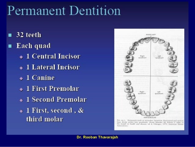 Tooth Morphology - Chapter 1; Part 1
